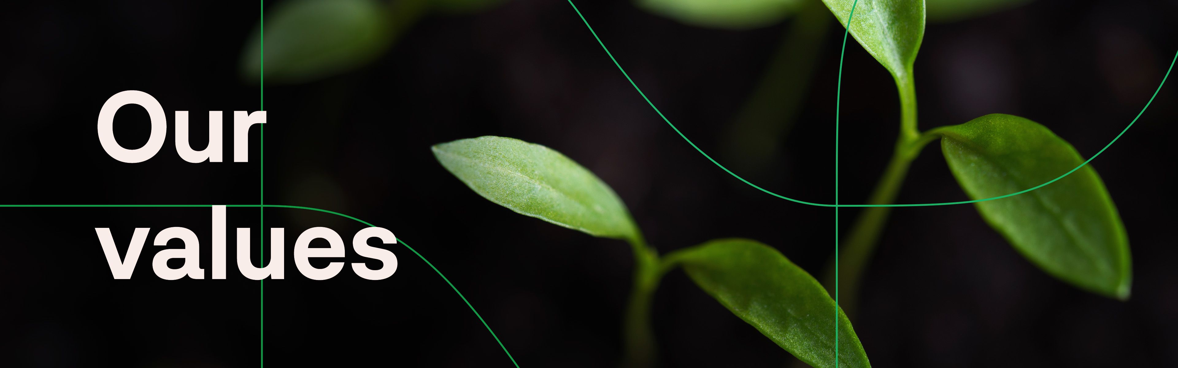 Our values - NovaTaste
